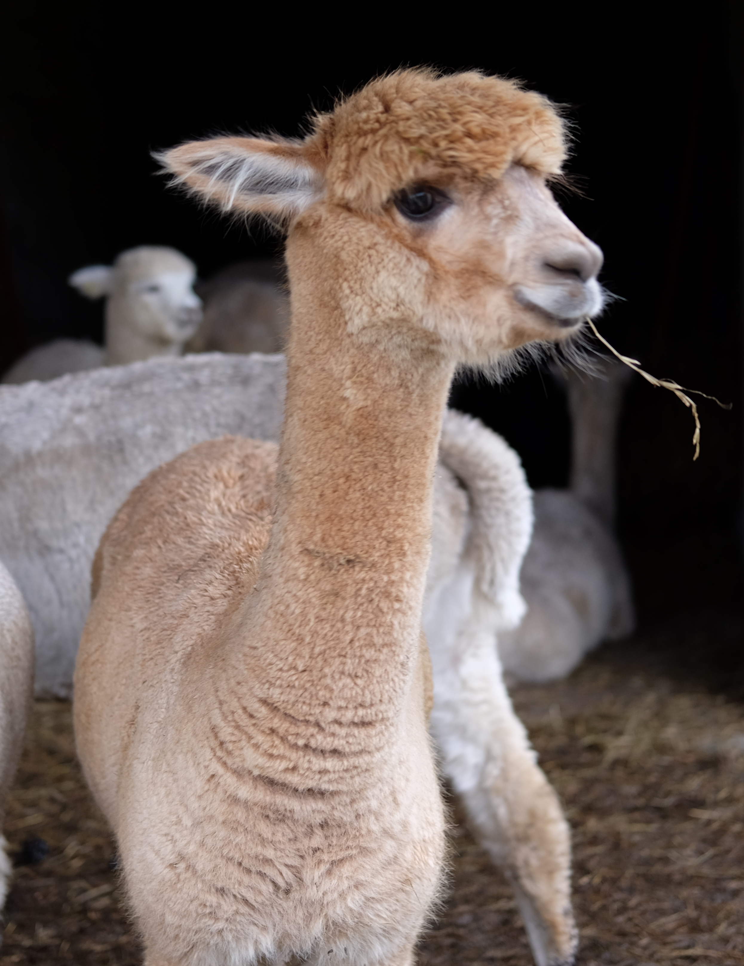 Lundegård alpakka 100% norsk alpakkagarn - Garn - Garnbørsen